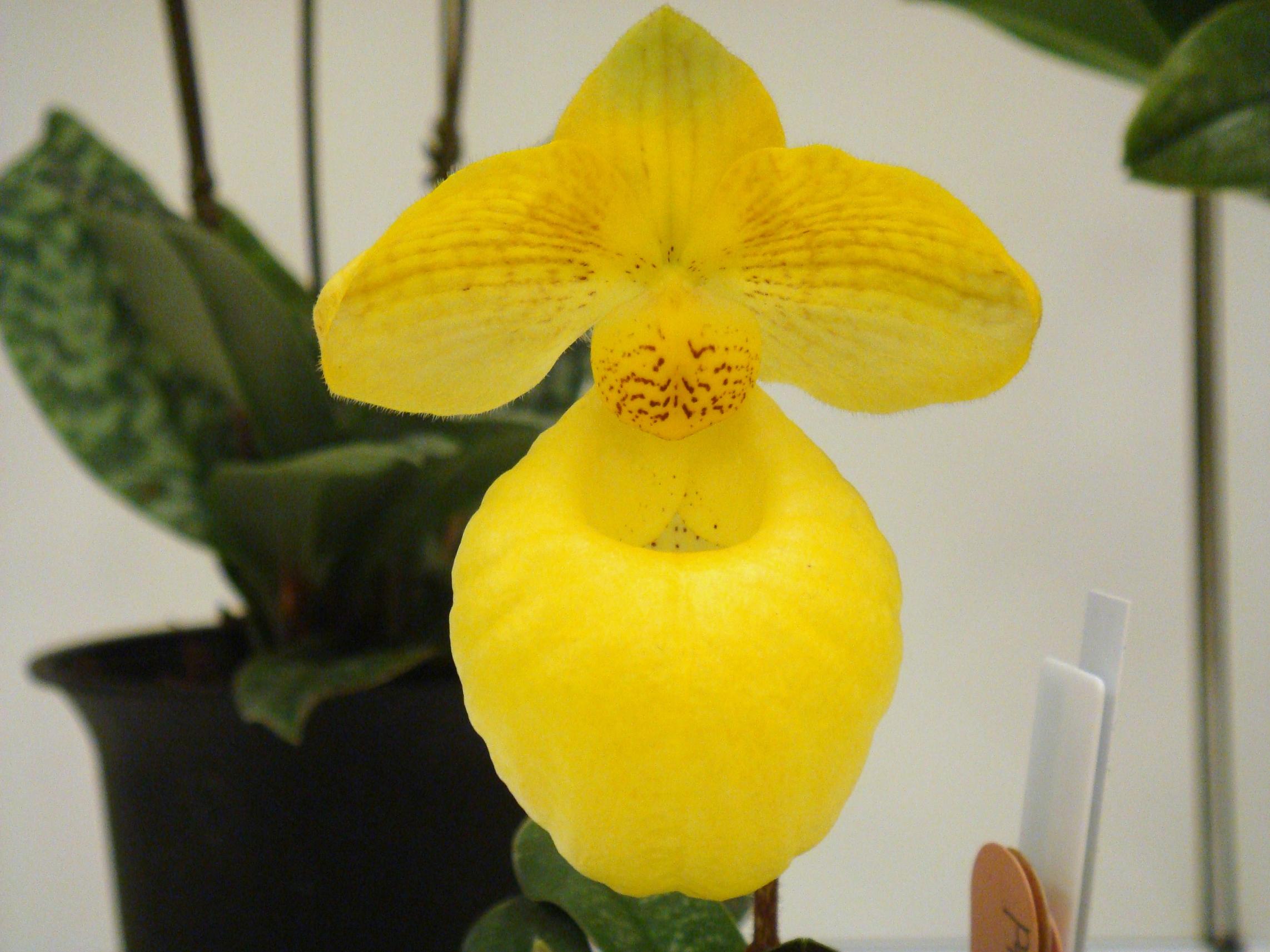 Paphiopedilum Fumi's Delight
