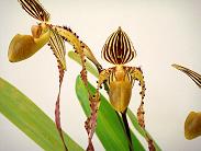 Paphiopedilum
