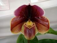 Paphiopedilum