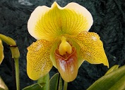 Paphiopedilum