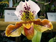 Paphiopedilum
