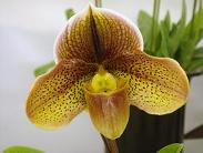 Paphiopedilum