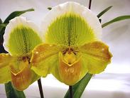 Paphiopedilum