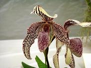 Paphiopedilum