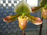 Paphiopedilum