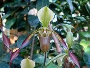 Paphiopedilum