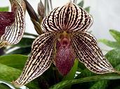 Paphiopedilum