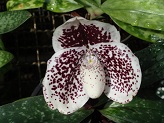 Paphiopedilum