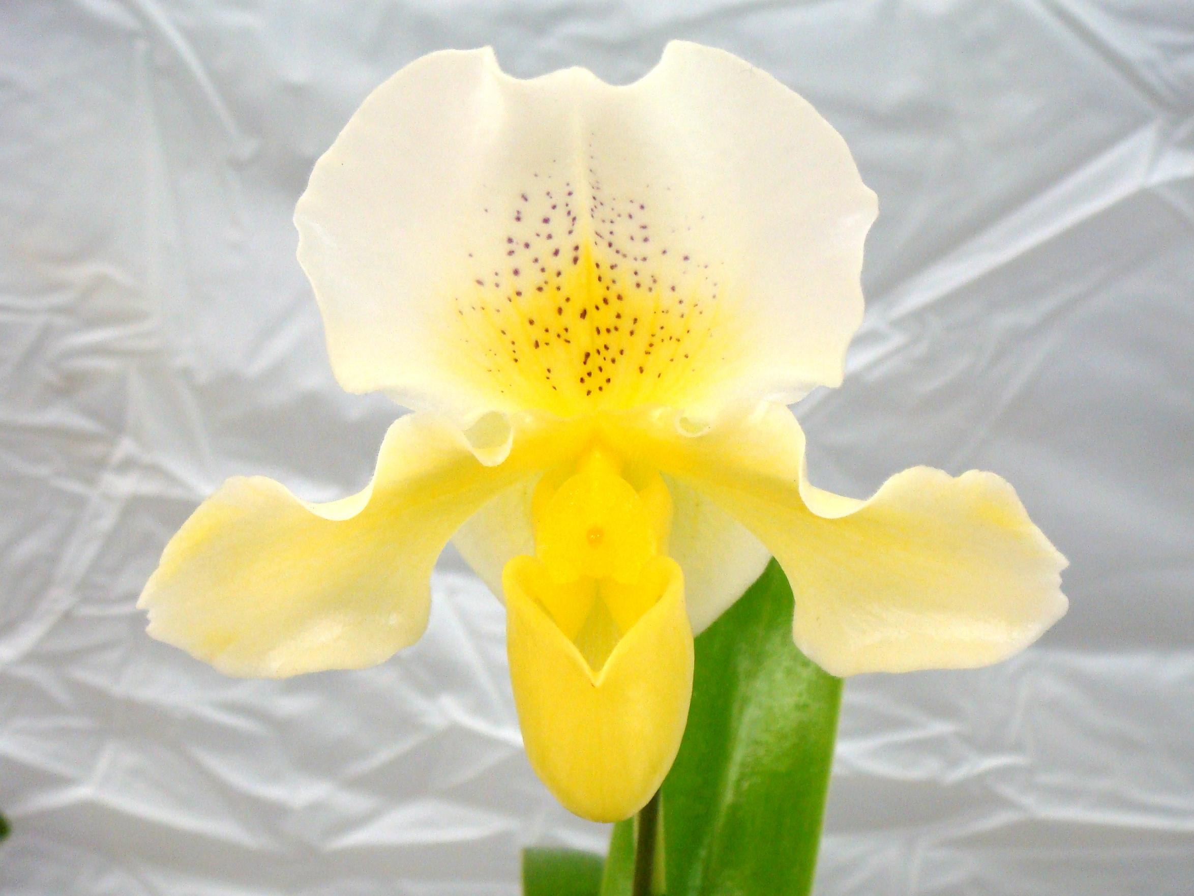 Paphiopedilum Saint Ouens Bay