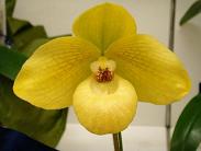 Paphiopedilum