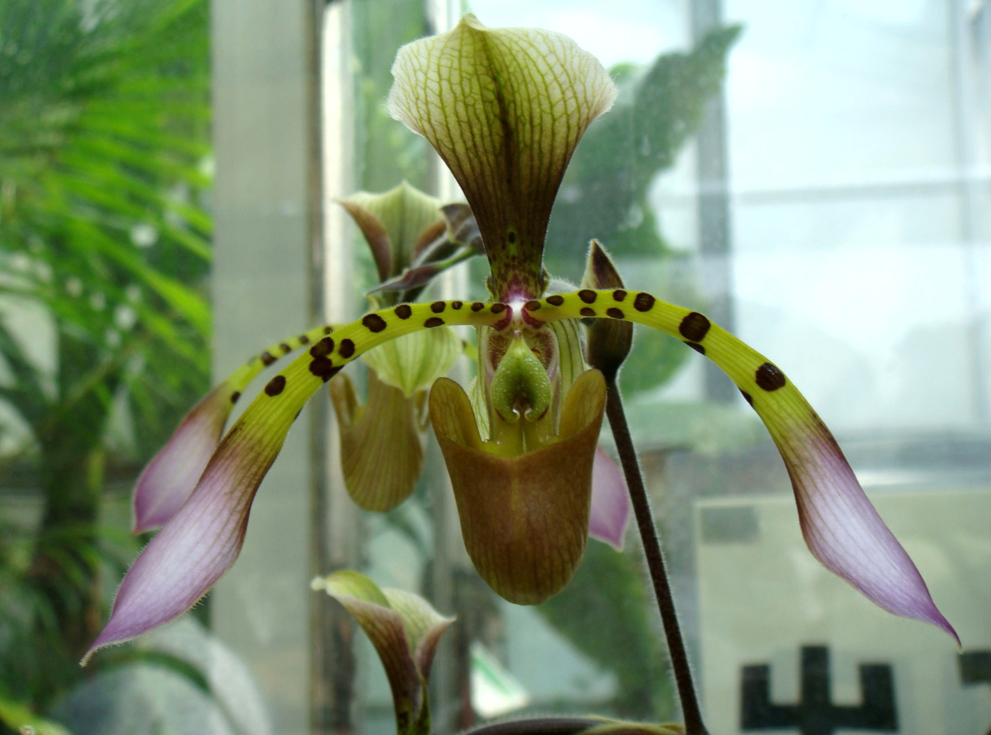 Paphiopedilum Toni Semple