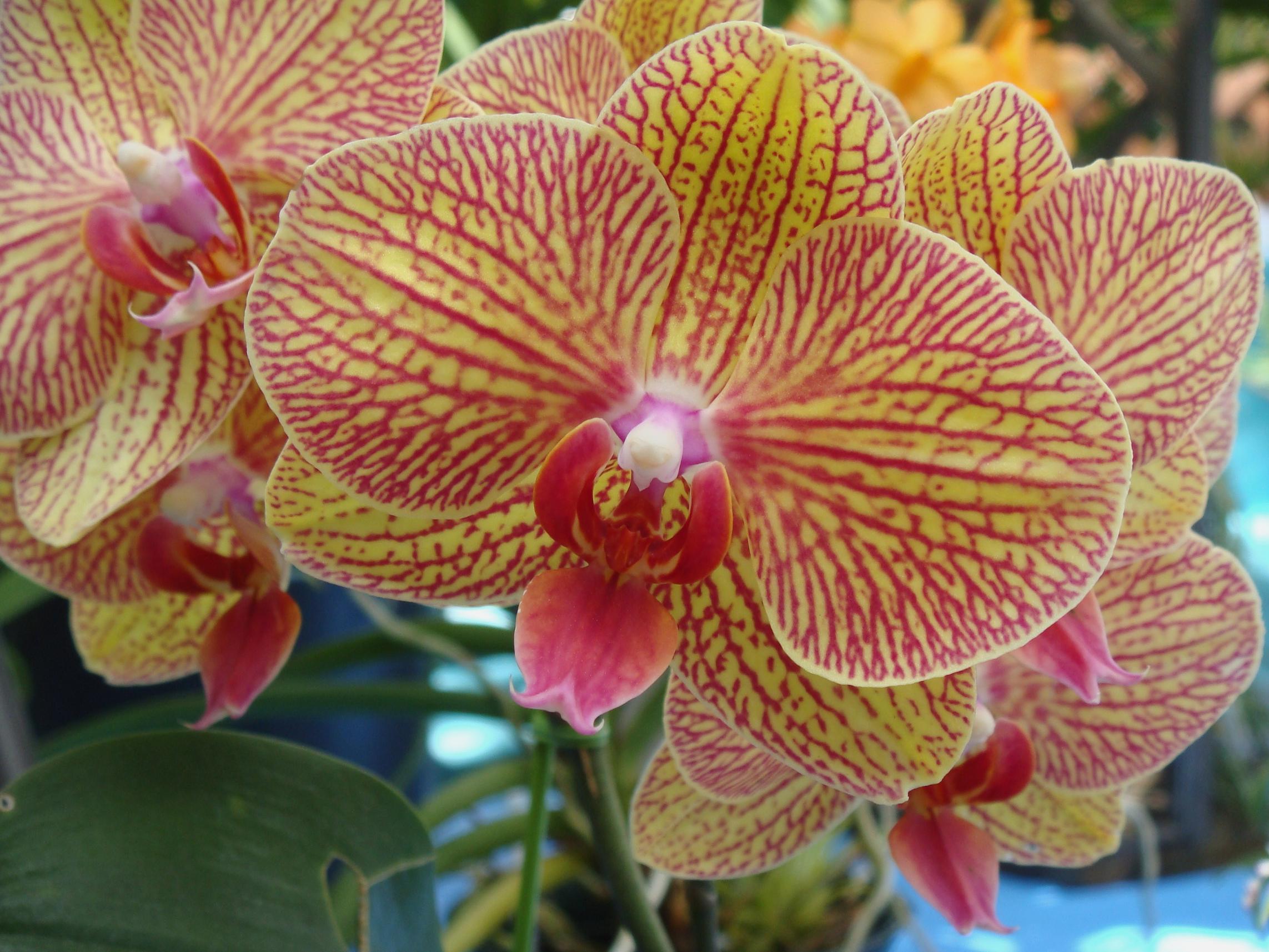 Phalaenopsis Golden Gift