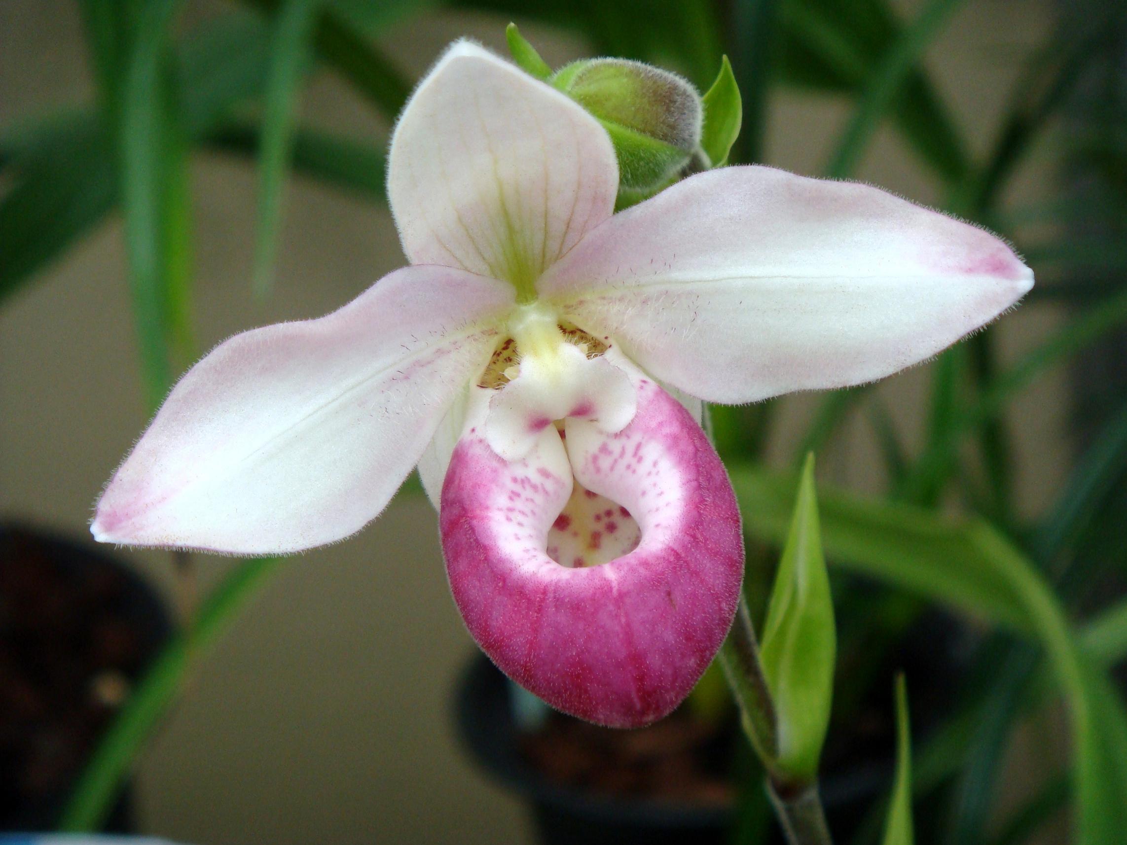 Phragmipedium Cardinale
