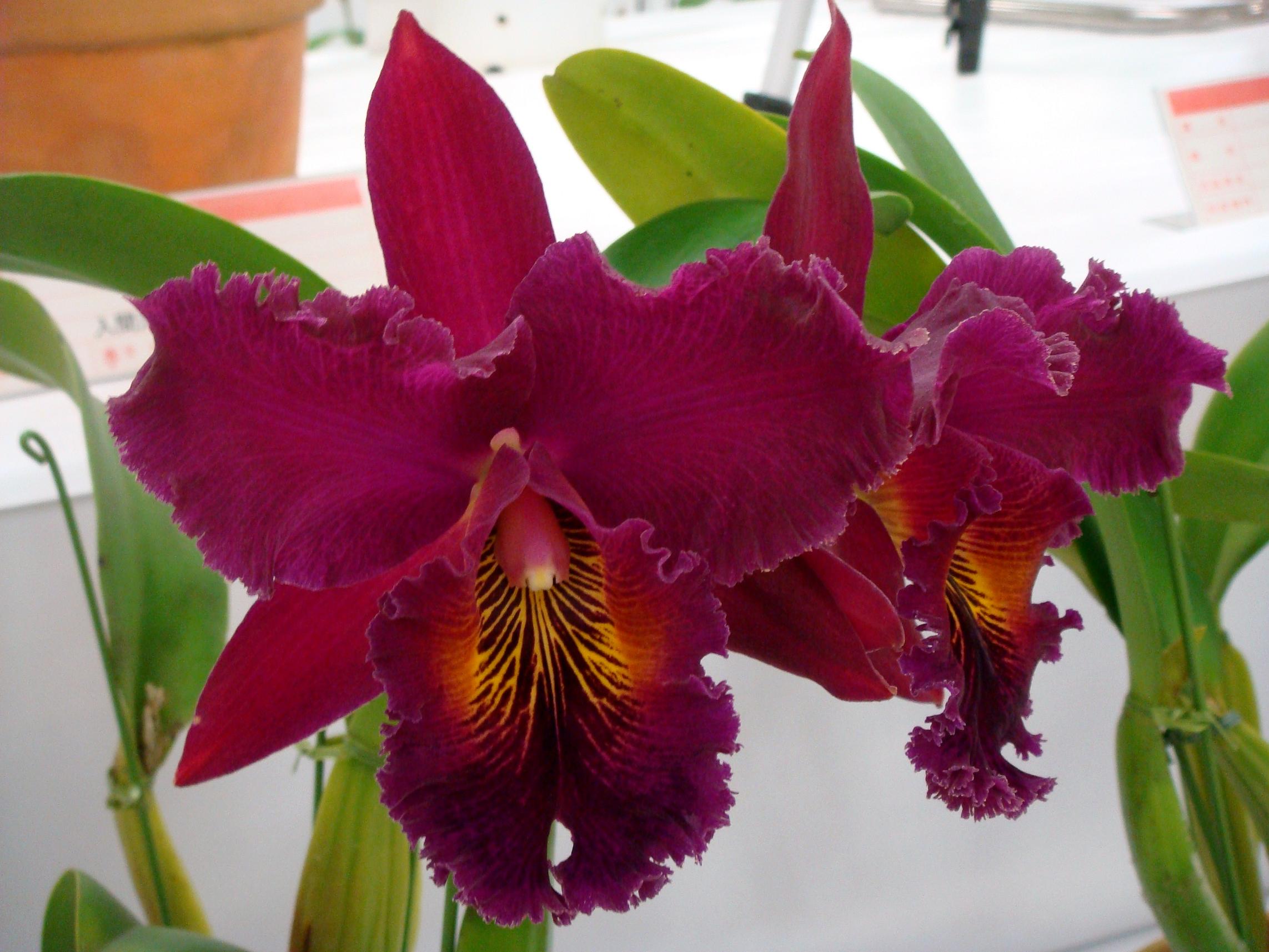 Rhyncholaeliocattleya Chia Lin