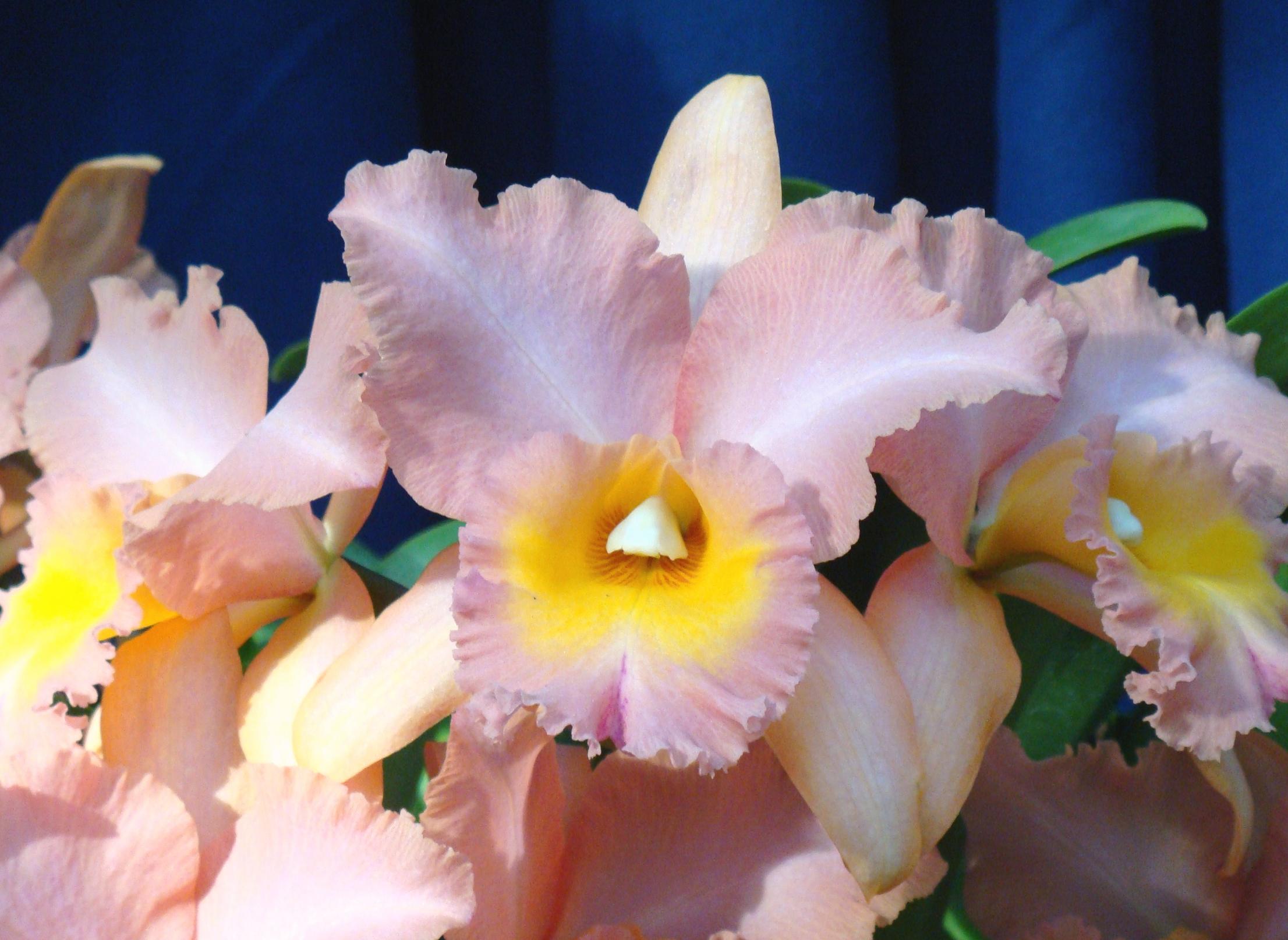 Rhyncholaeliocattleya Pastel Queen
