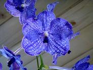 Vanda