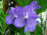Vanda
