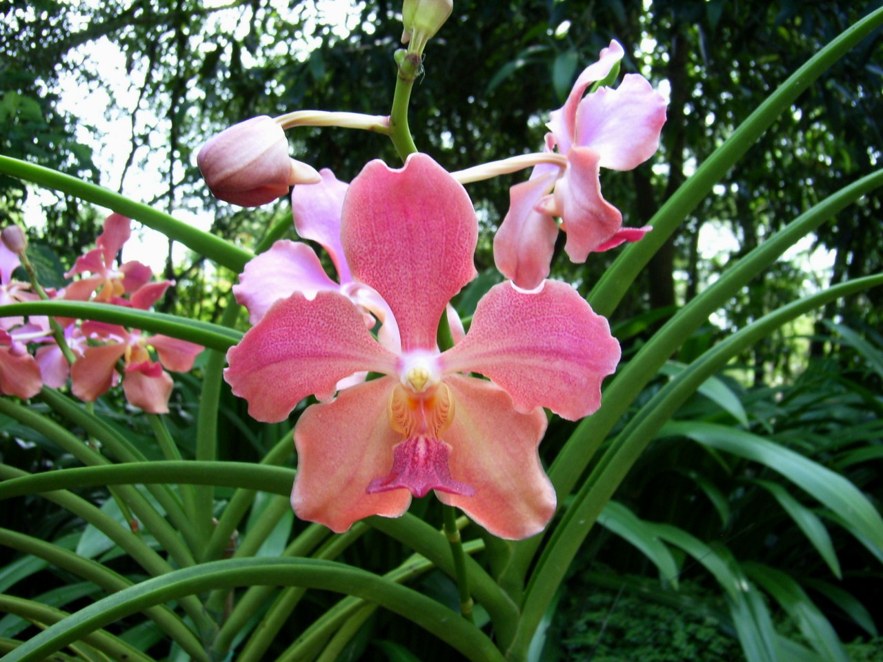 Vanda Usha